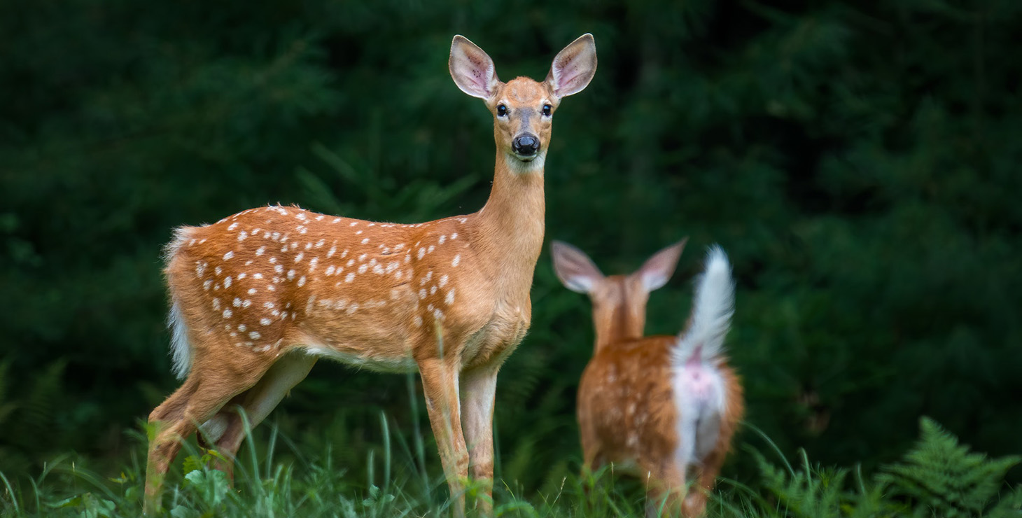 Hjorte skyld i trafikulykker - Hvad med erstatninng? - Erstatningsgruppen